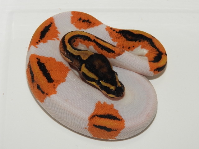Orange Dream YB Pied Ball Python by Ozzy Boids LLC - MorphMarket