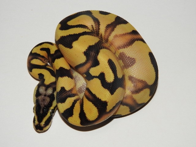 Super Orange Dream Fire Fly YB/Asphalt Het Pied Ball Python by Ozzy ...