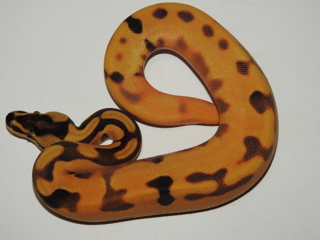 Super Orange Dream YB Enchi Vanilla/Fire Leopard Ball Python by Ozzy Boids LLC - MorphMarket