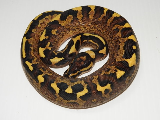Super Asphalt Ball Python by Ozzy Boids LLC