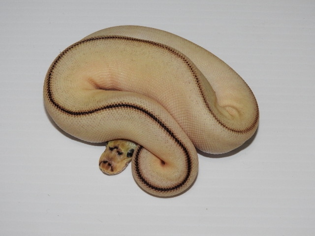 Mojave Spider Clown Pos Leopard, 50% Het Pied Ball Python by Ozzy Boids LLC - MorphMarket