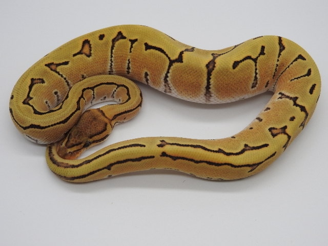 Orange Dream Pinstripe Desert Ghost Ball Python by Ozzy Boids LLC ...