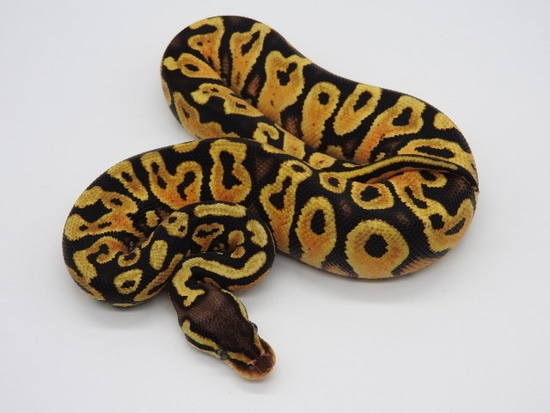 Orange Dream Pastel DH Ultramel Ghost Ball Python by Ozzy Boids LLC
