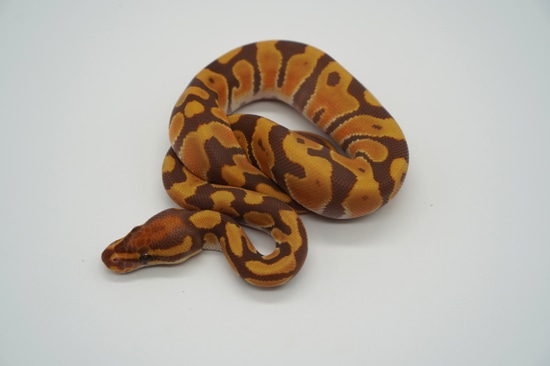 2020 Male Orange Dream Ultramel 66% Het Desert Ghost $3000 Ball Python ...