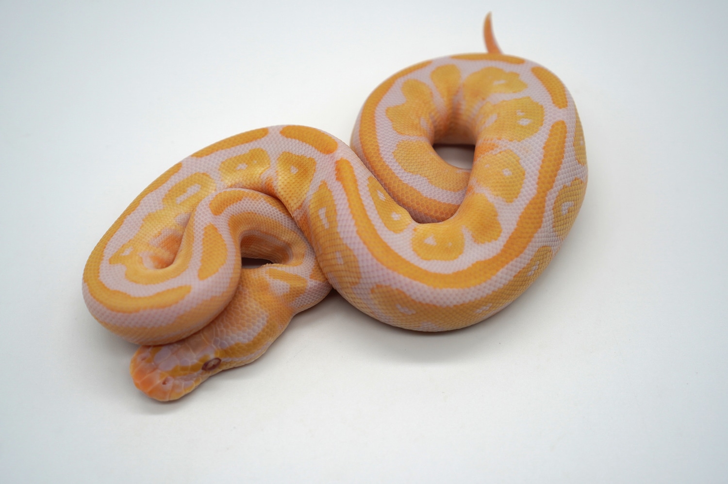 Bongo Candy Het Pied Ball Python by Ozzy Boids LLC - MorphMarket