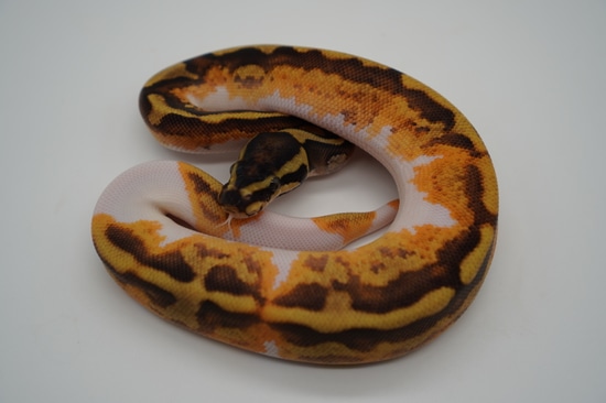 YB Enchi Pied Ball Python by Ozzy Boids LLC