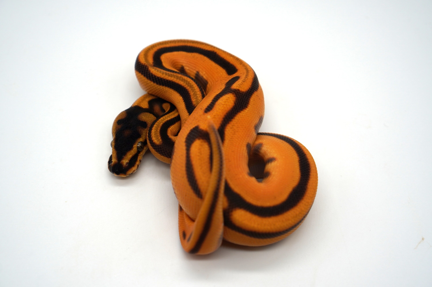 Super Orange Dream YB Enchi Leopard Ball Python by Ozzy Boids LLC ...