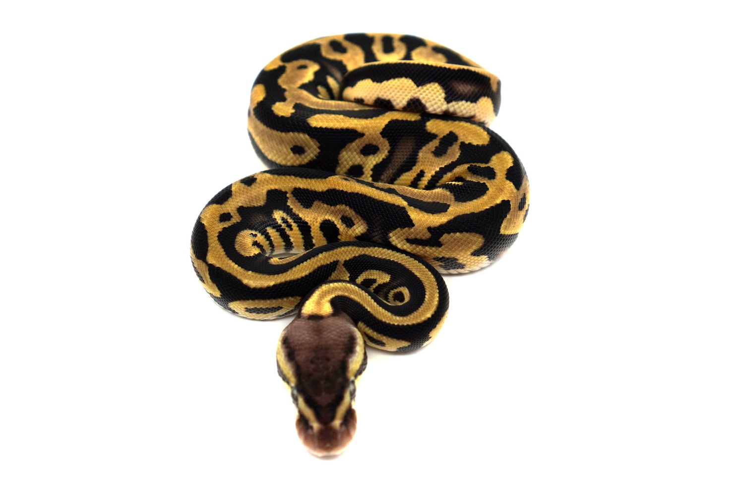 Pastel Leopard Double Het VPI Axanthic Desert Ghost 66% Het Pied Ball ...