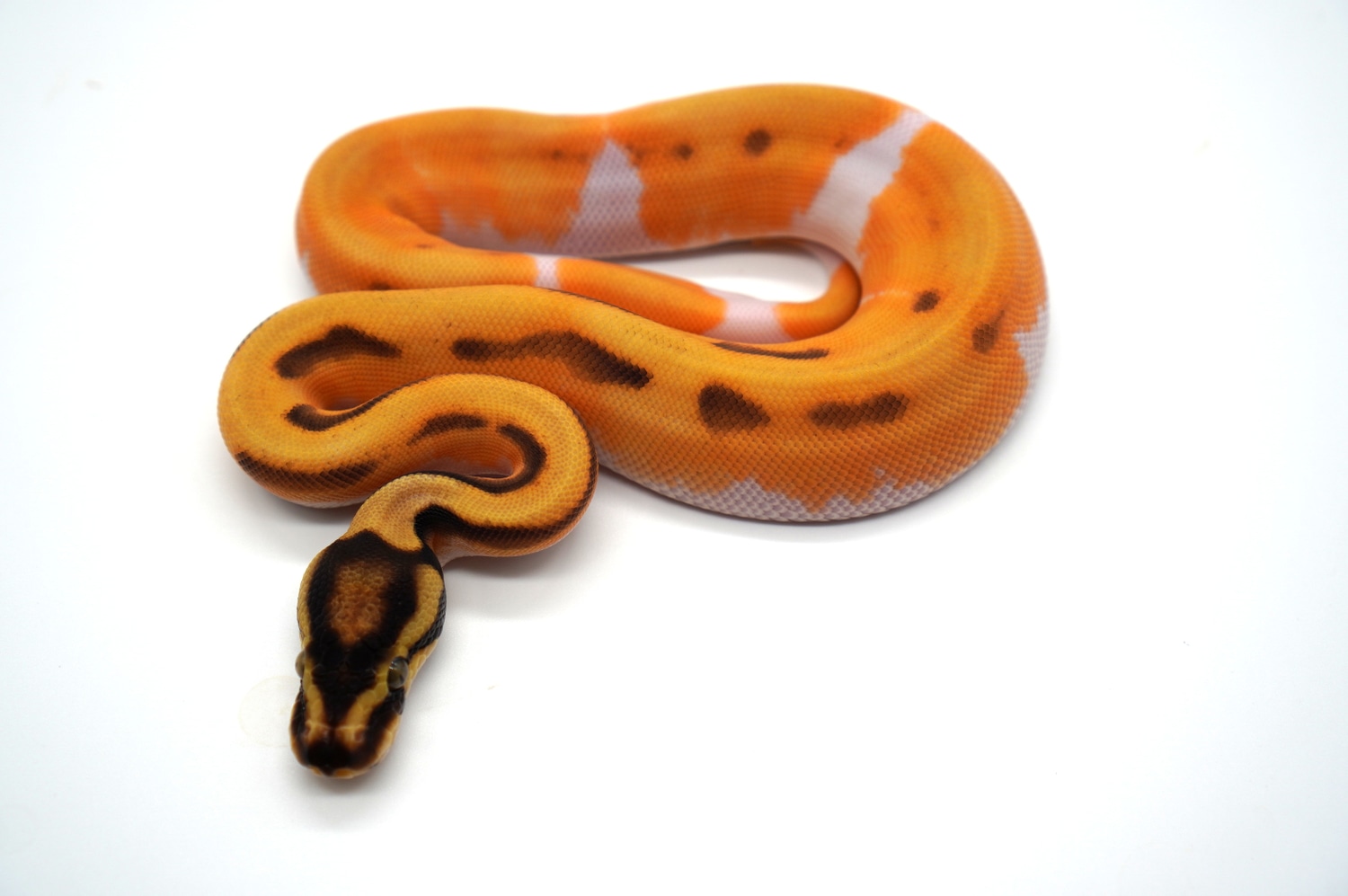 Super Orange Dream Enchi Pied Het Ghost 50% Het Ultramel Ball Python by ...