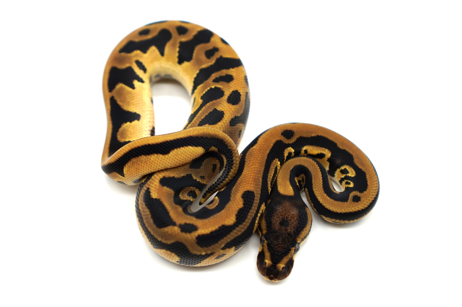 Orange Dream Leopard DH Axanthic Desert Ghost 66% Het Pied Ball Python ...