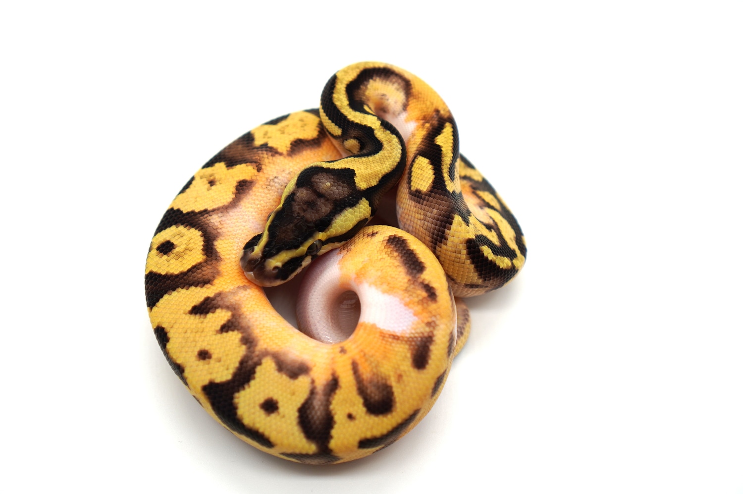 Pastel Enchi Pied Het Candy Ball Python by Ozzy Boids LLC - MorphMarket