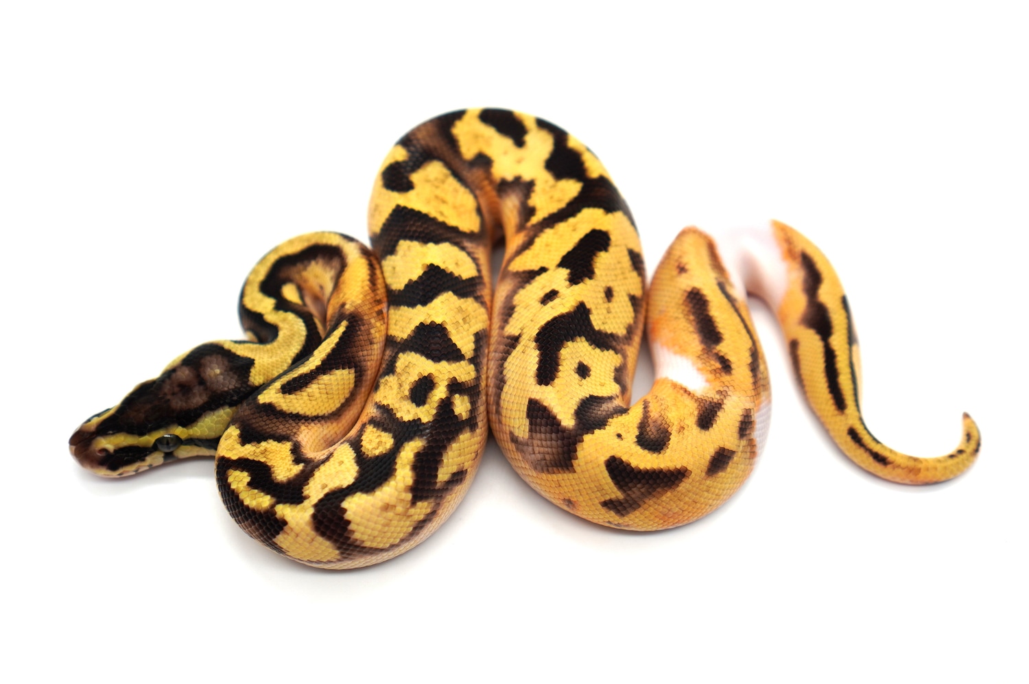 Pastel Enchi Pied Het Candy Ball Python by Ozzy Boids LLC - MorphMarket