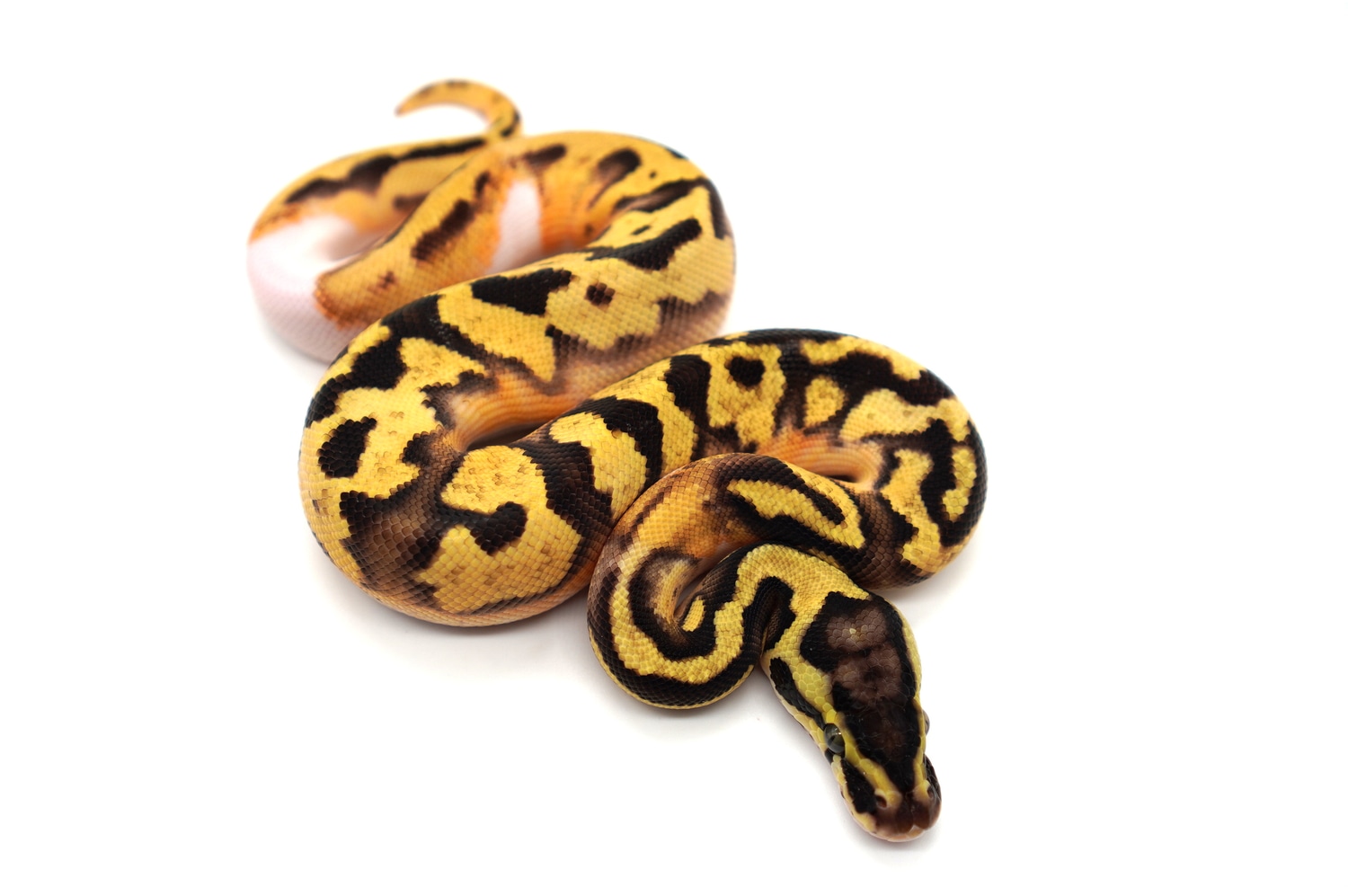 Pastel Enchi Pied Het Candy Ball Python by Ozzy Boids LLC - MorphMarket