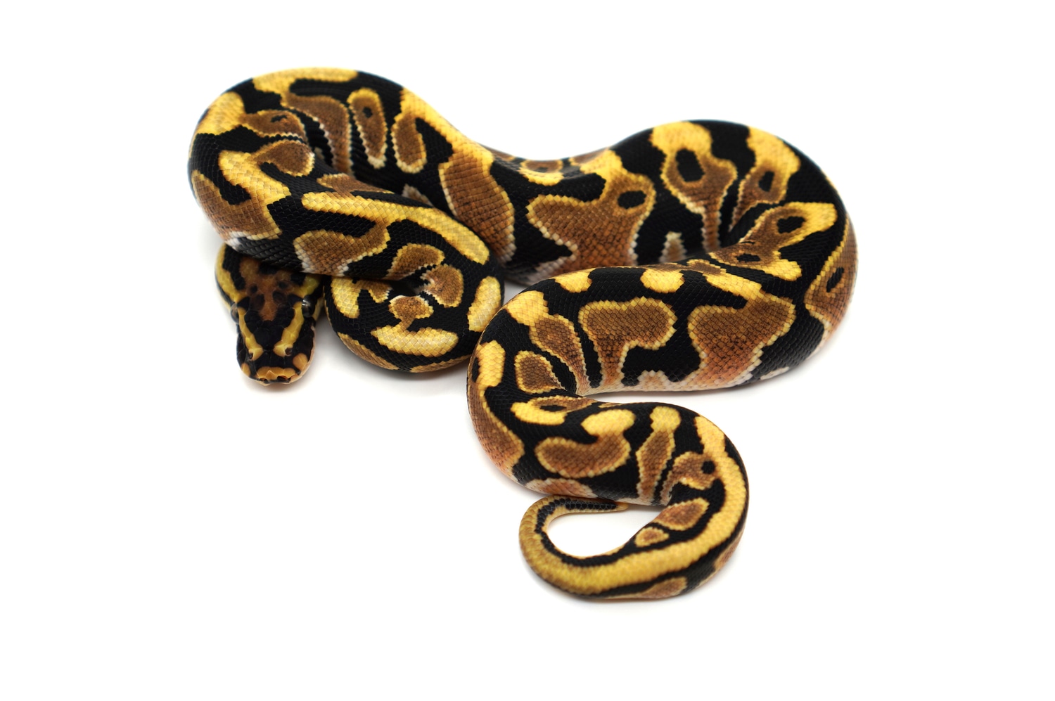 Orange Dream Spotnose Het Clown Ball Python by Ozzy Boids LLC - MorphMarket