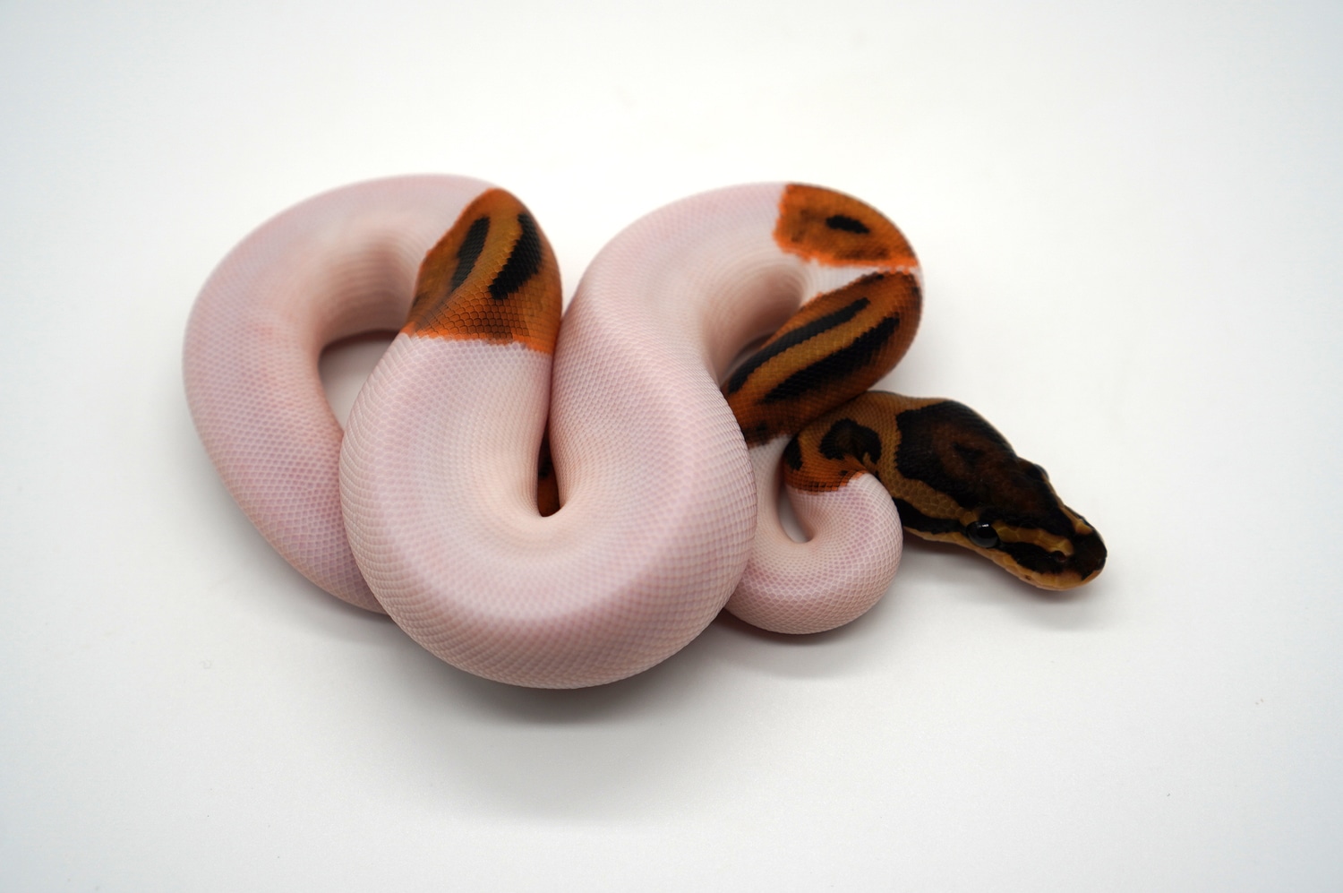 Pied DH Candy Clown Ball Python by Ozzy Boids LLC - MorphMarket
