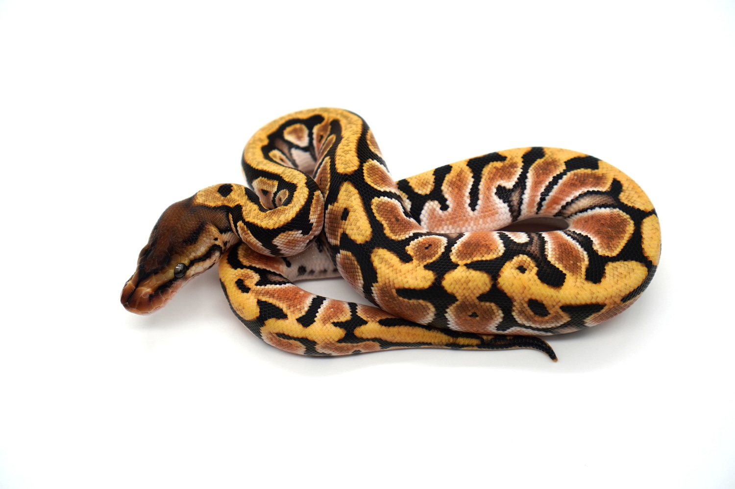 High Intensity Orange Dream HGW Het Clown Ball Python by Ozzy Boids LLC ...