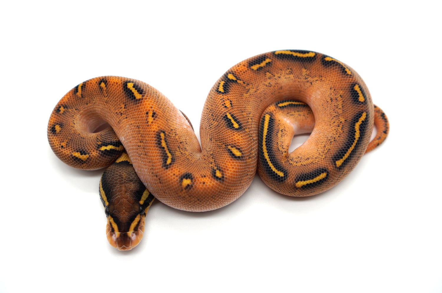 Orange Dream GHI Freeway Ball Python by Ozzy Boids LLC - MorphMarket