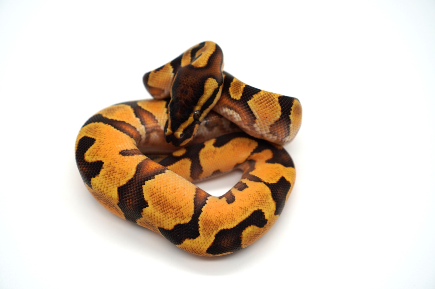 Orange Dream Enchi YB Or Asphalt Ball Python by Ozzy Boids LLC ...
