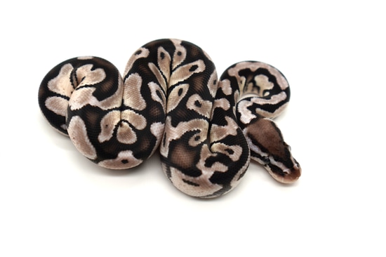 Pastel VPI Axanthic 66% Het Desert Ghost Ball Python by Ozzy Boids LLC