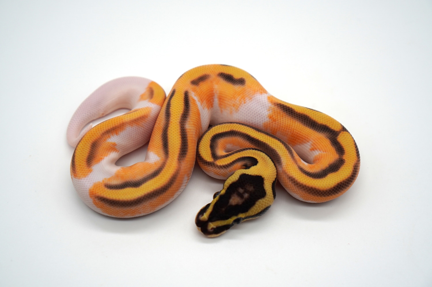 Orange Dream YB Pastel Enchi Pied Het Lavendar Albino Ball Python by ...
