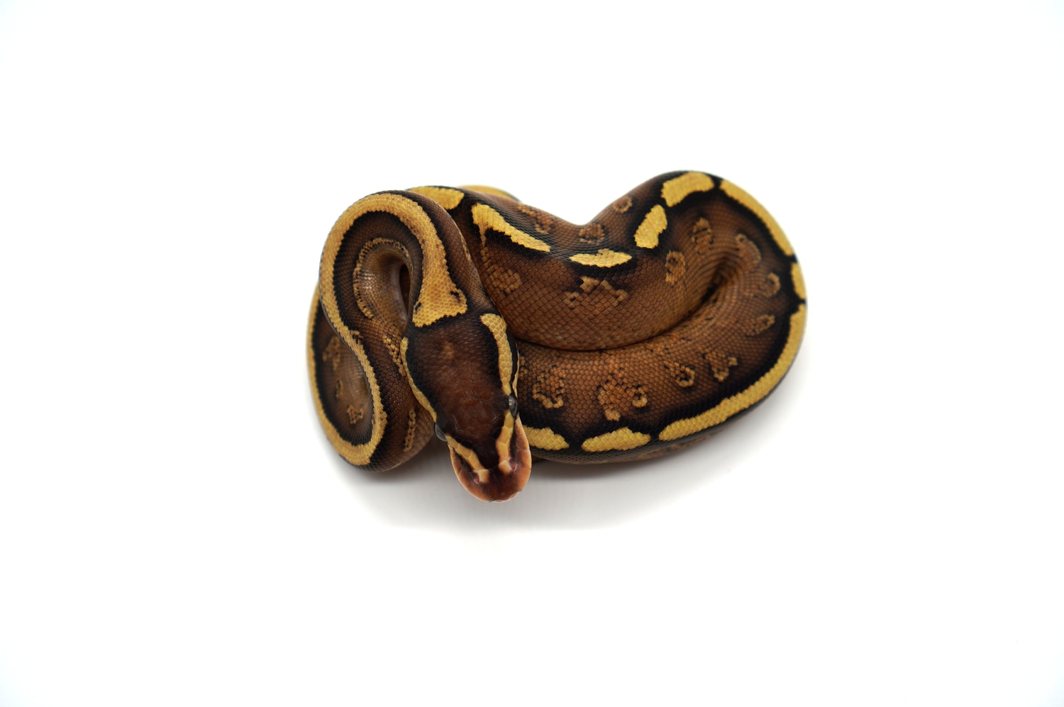 GHI Red Stripe Specter Asphalt (Pos Super Stripe) Ball Python by Ozzy ...