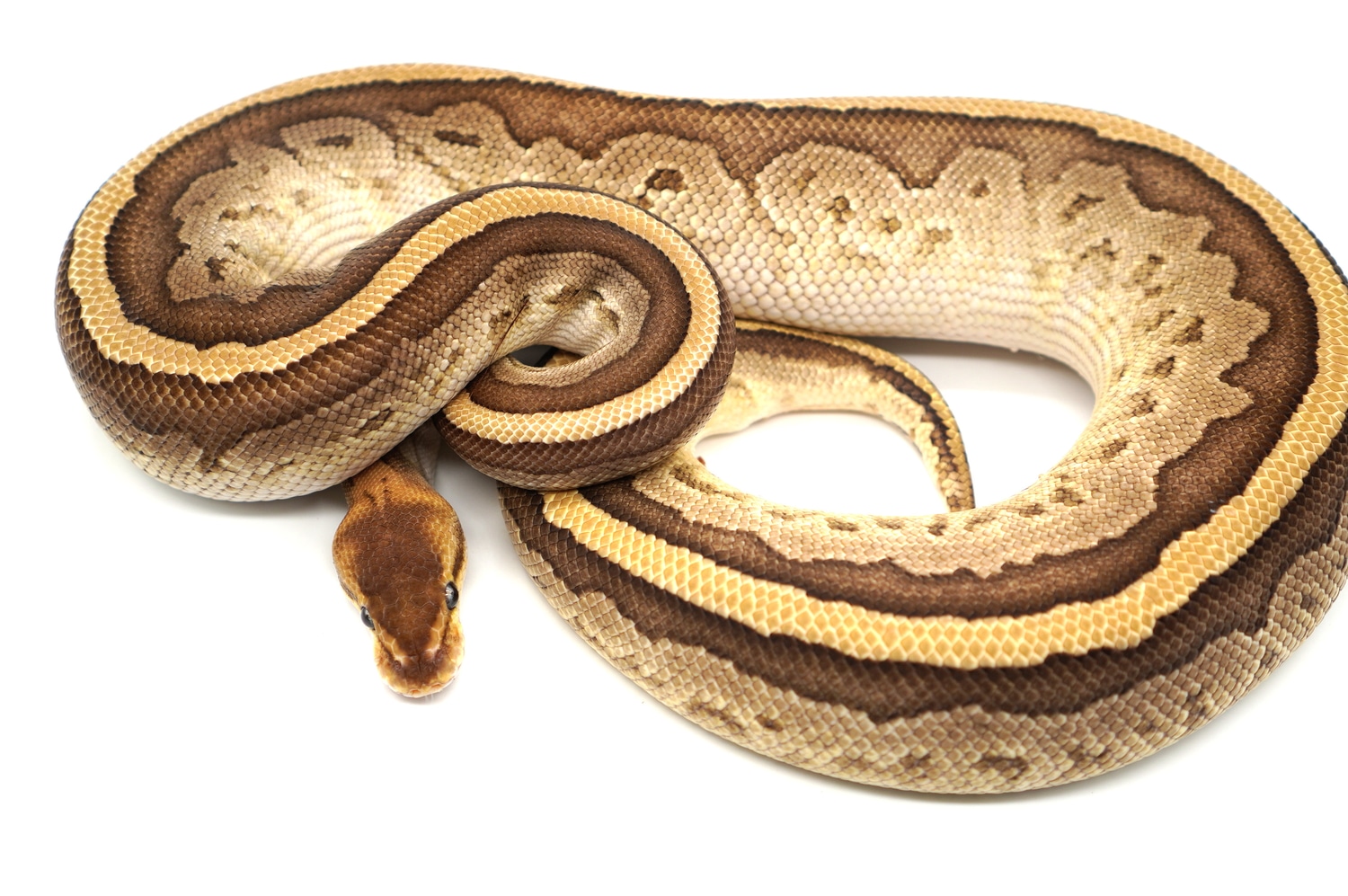 Wookie Mojave Pinstripe Ball Python by Ozzy Boids LLC - MorphMarket