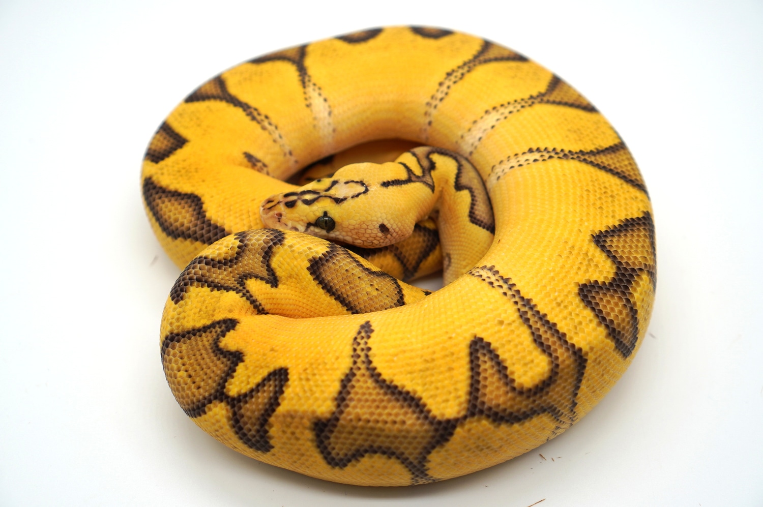 Pastel Enchi Blaze Clown Ball Python by Ozzy Boids LLC - MorphMarket