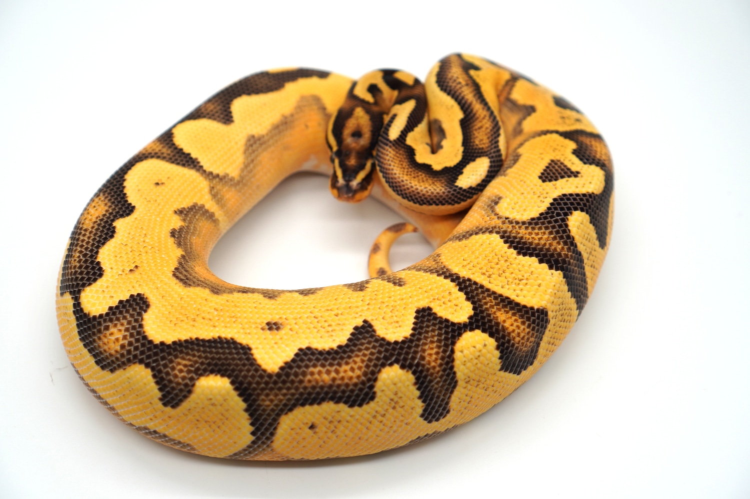 Super Orange Dream Yellow Belly Fire Special Ball Python by Ozzy Boids ...