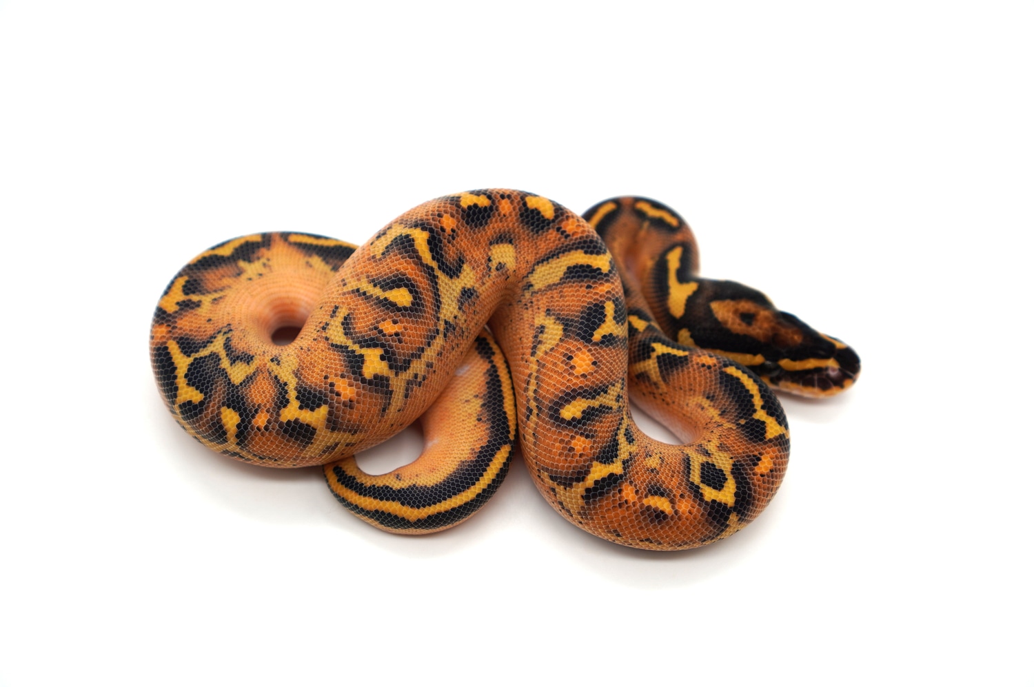 Orange Dream GHI Leopard Freeway Ball Python by Ozzy Boids LLC ...