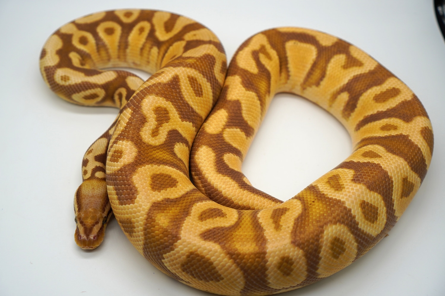 Orange Dream Pastel Ultramel Het Ghost Ball Python by Ozzy Boids LLC ...