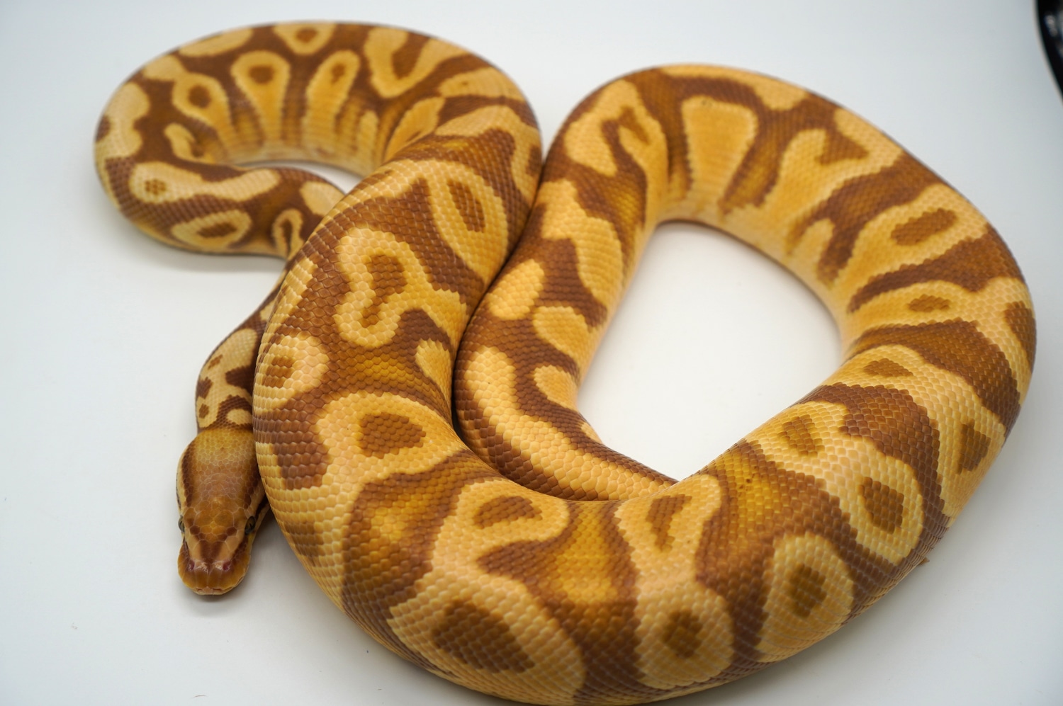 Orange Dream Pastel Ultramel Het Ghost Ball Python by Ozzy Boids LLC ...