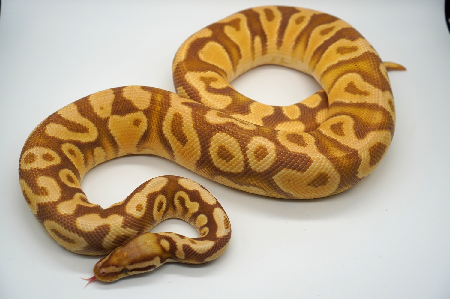Orange Dream Pastel Ultramel Het Ghost Ball Python by Ozzy Boids LLC ...