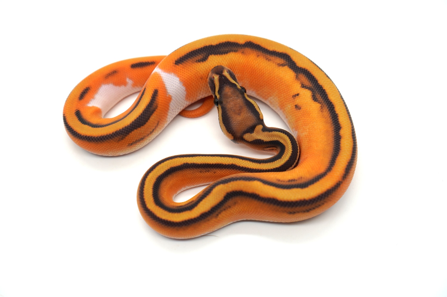 Orange Dream Hypo Pied 50% Het Ultramel (Possible Super OD) Ball Python ...