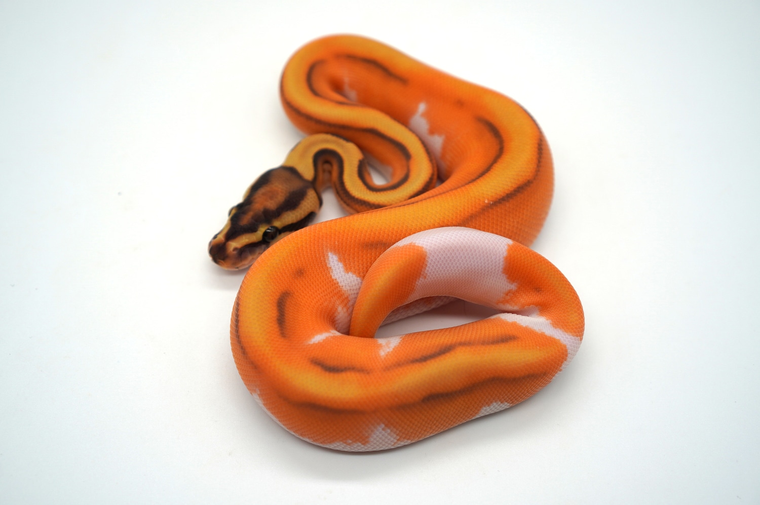Super Orange Dream Enchi Hypo Pied 50% Het Ultramel Ball Python by Ozzy ...