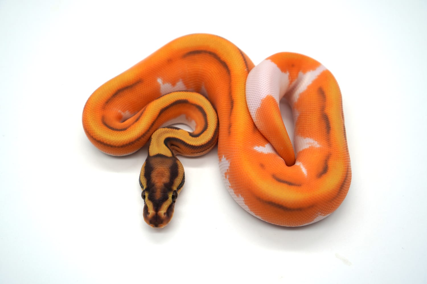 Super Orange Dream Enchi Hypo Pied 50% Het Ultramel Ball Python by Ozzy ...