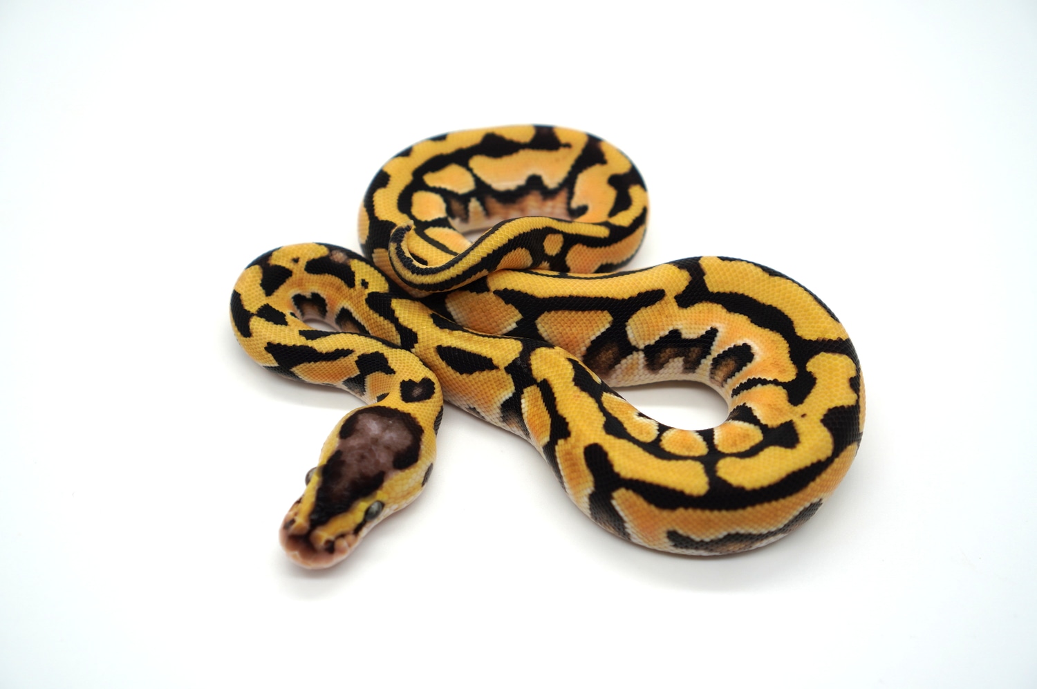 Super Orange Dream Pastel Puzzle (Cryptic?) Ball Python by Ozzy Boids ...