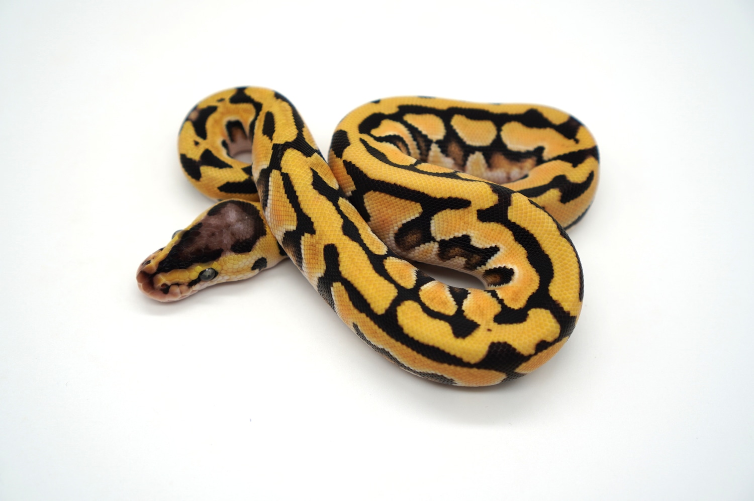 Super Orange Dream Pastel Puzzle (Cryptic?) Ball Python by Ozzy Boids ...