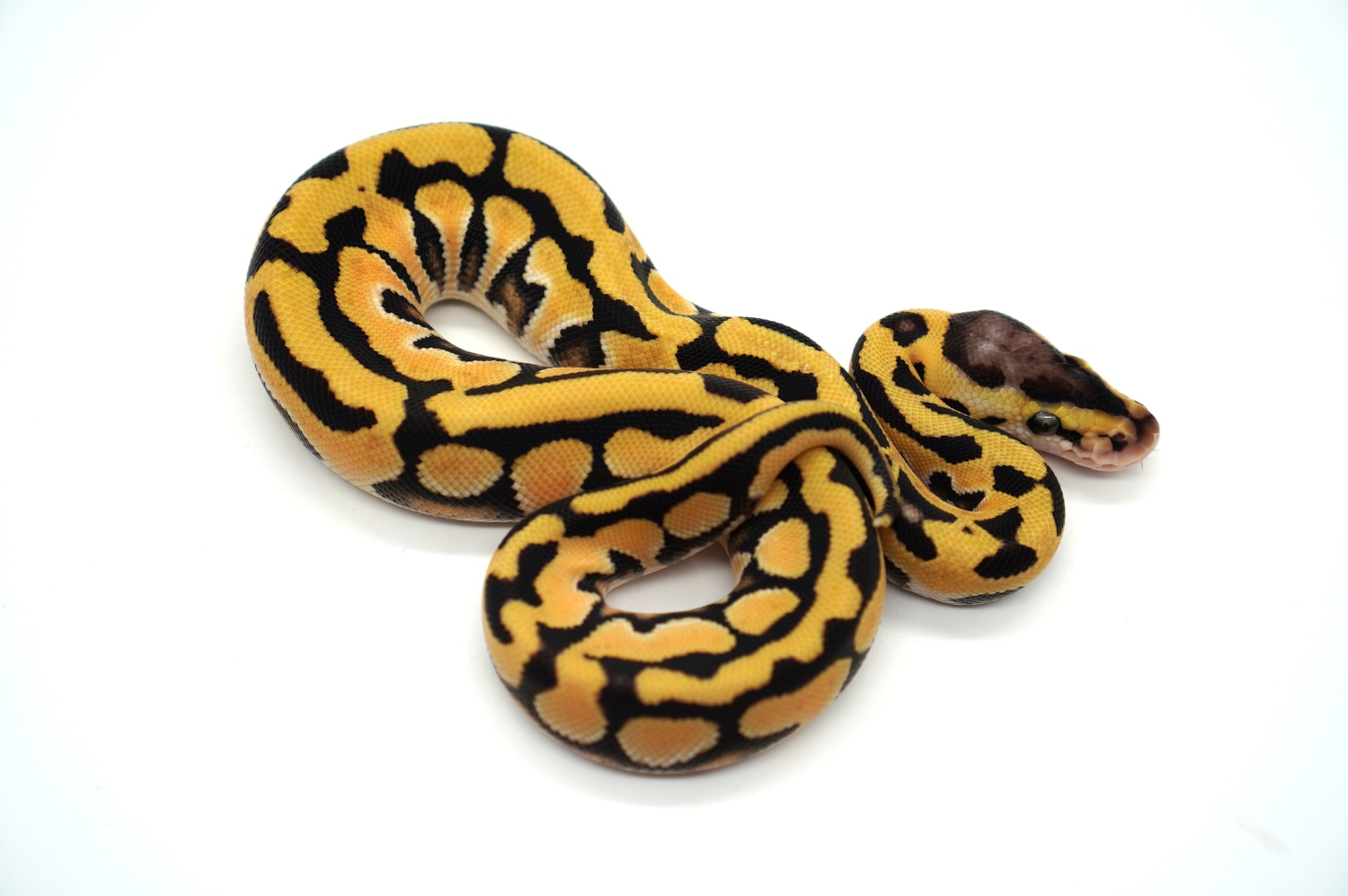 Super Orange Dream Pastel Puzzle (Cryptic?) Ball Python by Ozzy Boids ...
