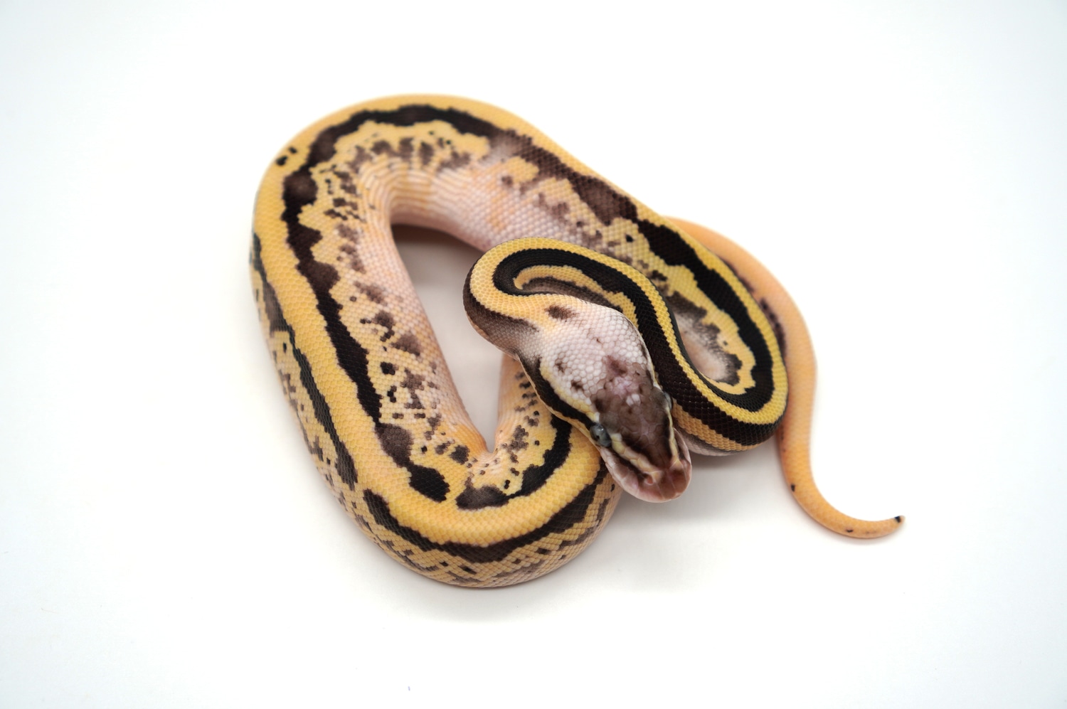 Orange Dream Fire Fly Leopard DH Ultramel Pied Ball Python by Ozzy ...