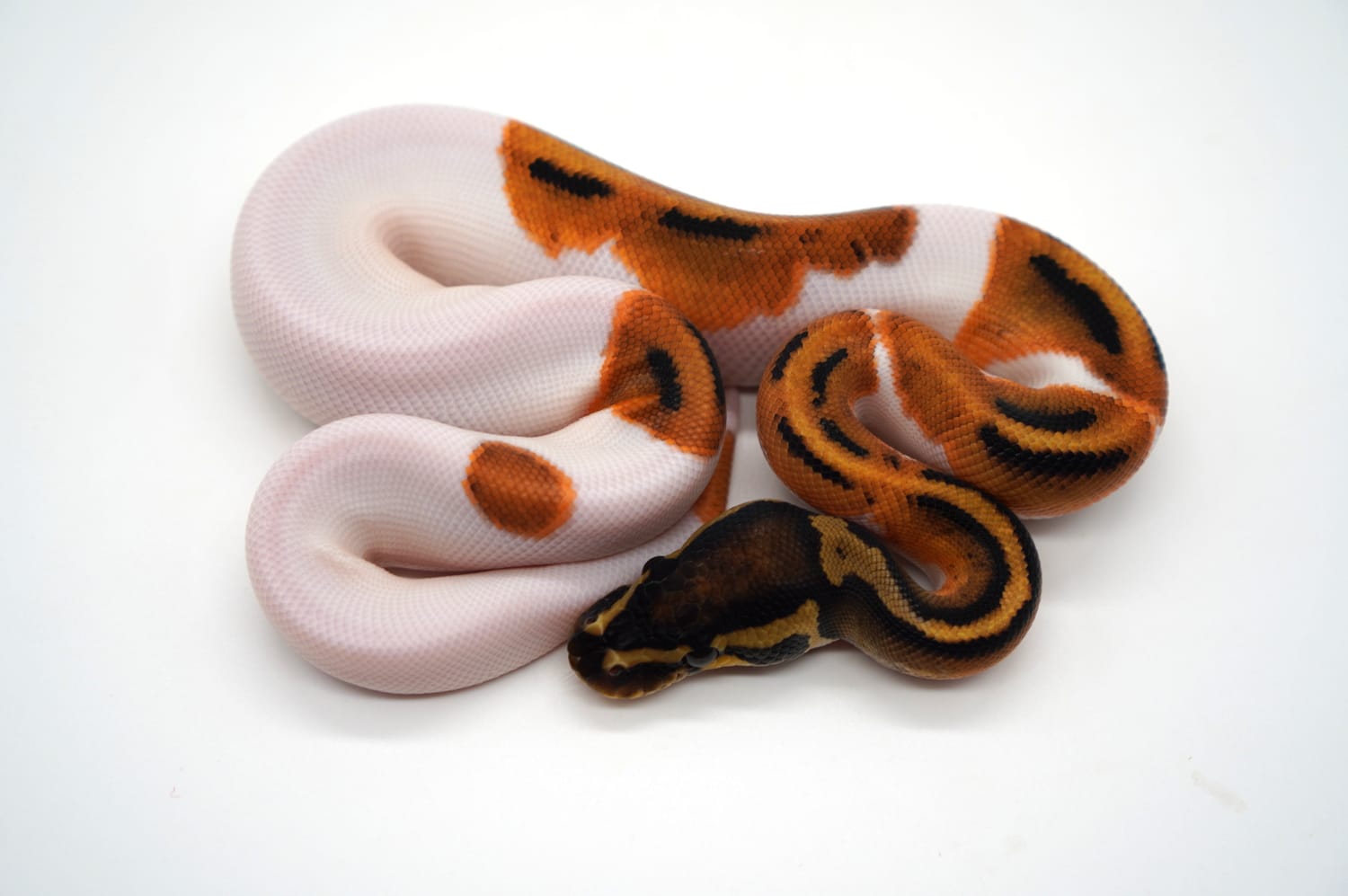 Orange Dream Pied Het Hypo 50% Het Ultramel Ball Python by Ozzy Boids LLC - MorphMarket