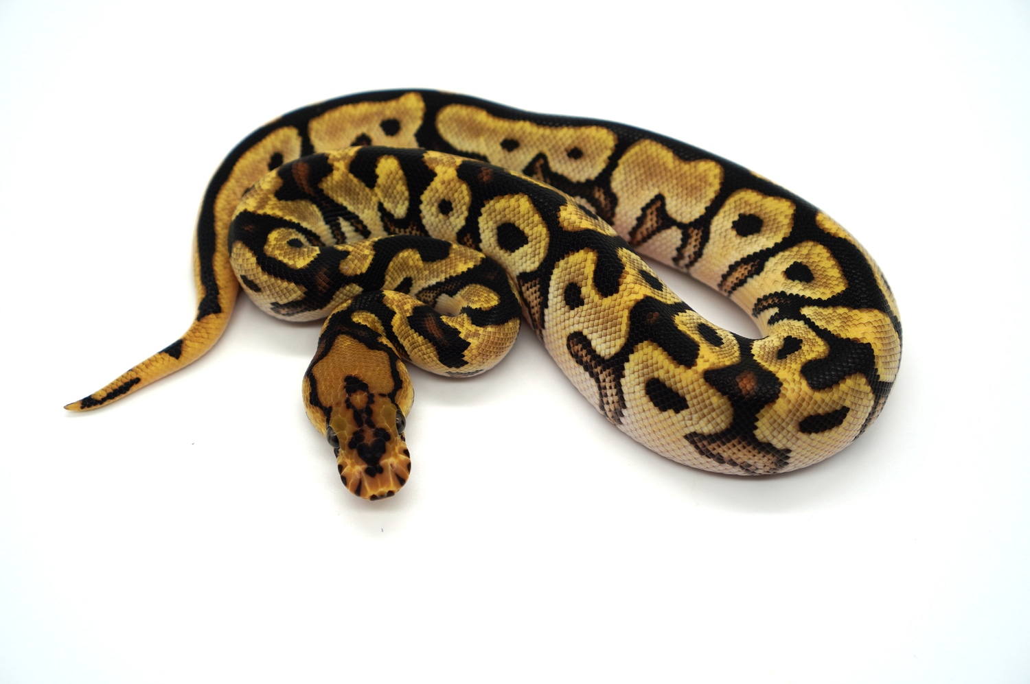 Orange Dream Spotnose Clown Ball Python by Ozzy Boids LLC - MorphMarket
