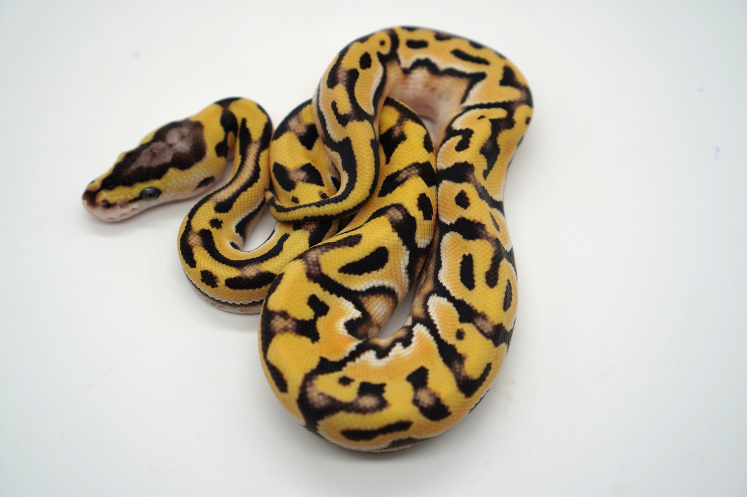 Super Orange Dream Weirdo Pastel Puzzle Ball Python by Ozzy Boids LLC ...