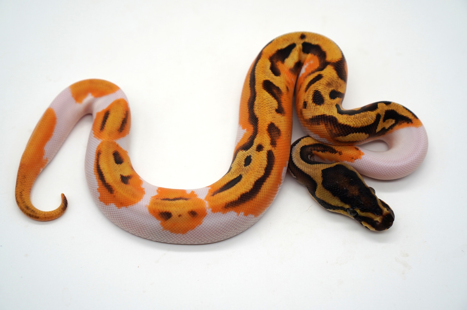 Orange Dream YB Leopard Pied Ball Python by Ozzy Boids LLC - MorphMarket