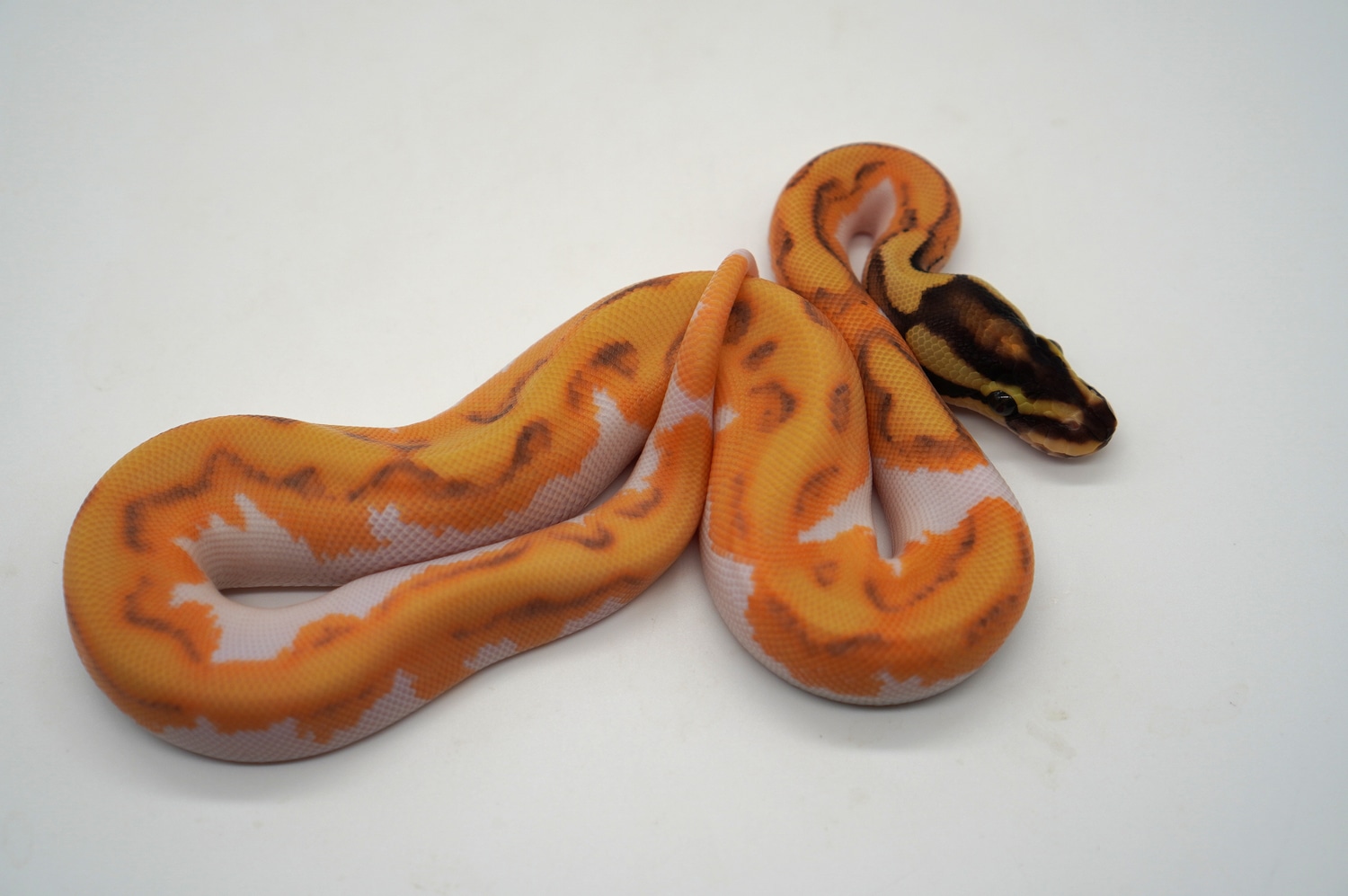 Super Orange Dream Enchi Pastel Pied Ball Python by Ozzy Boids LLC ...