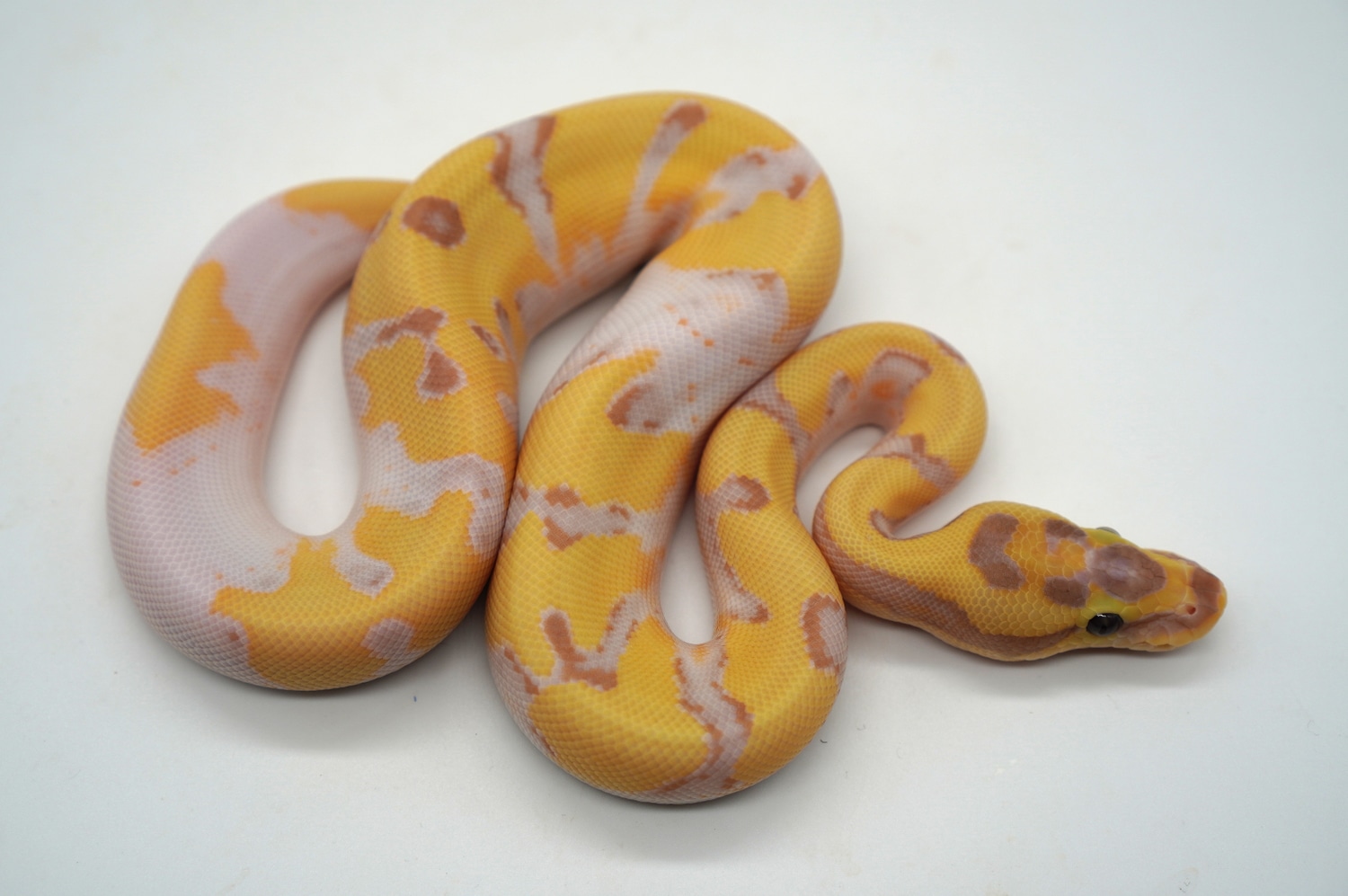 Orange Dream Fire Fly Enchi Leopard Banana Pied (Female-Maker) Ball ...
