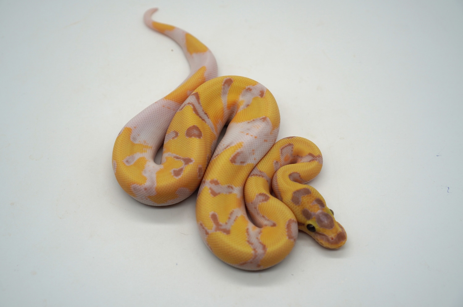 Orange Dream Fire Fly Enchi Leopard Banana Pied (Female-Maker) Ball ...