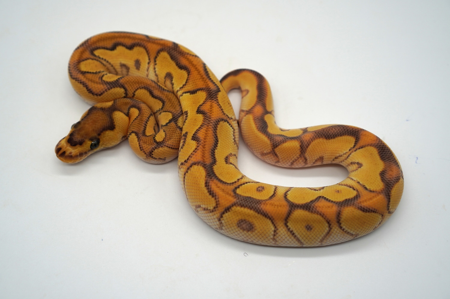 Orange Dream Enchi Fire Mojave Black Pastel Clown Ball Python by Ozzy ...