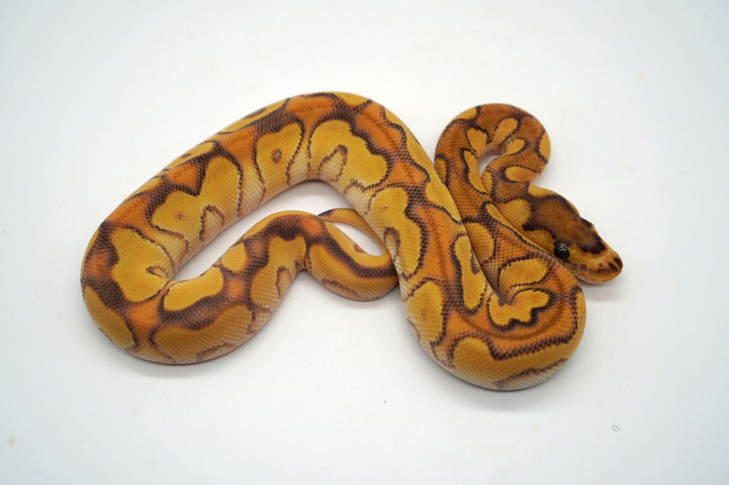 Orange Dream Enchi Fire Mojave Black Pastel Clown Ball Python by Ozzy ...