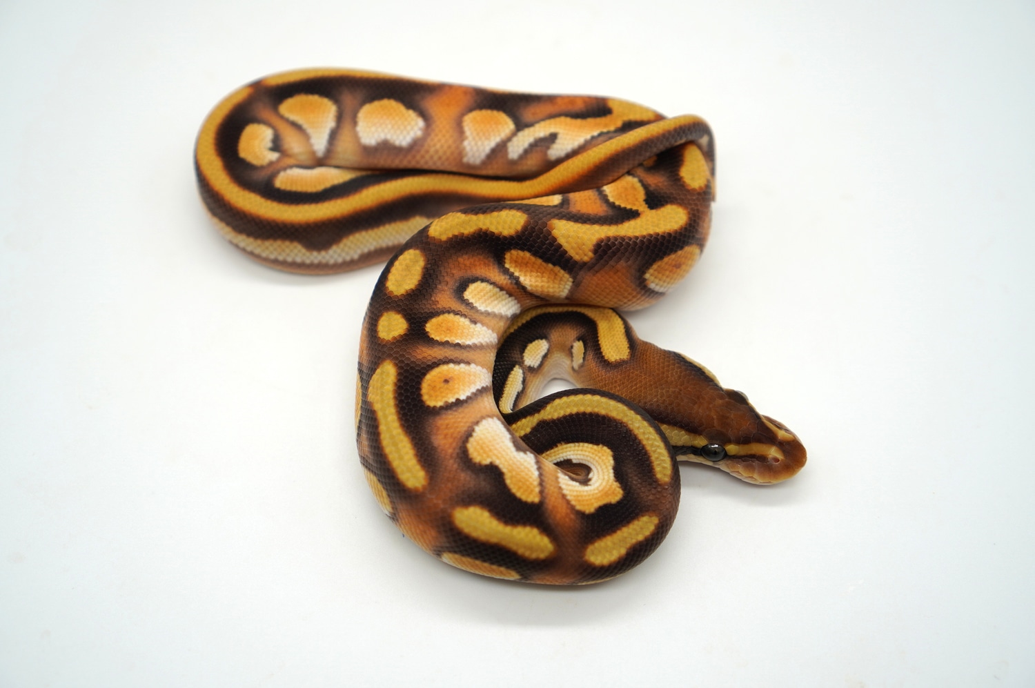 Orange Dream YB Enchi Mojave Black Pastel Het Clown Ball Python by Ozzy ...