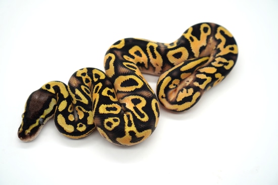 Orange Dream Weirdo Pastel Het Puzzle Ball Python by Ozzy Boids LLC